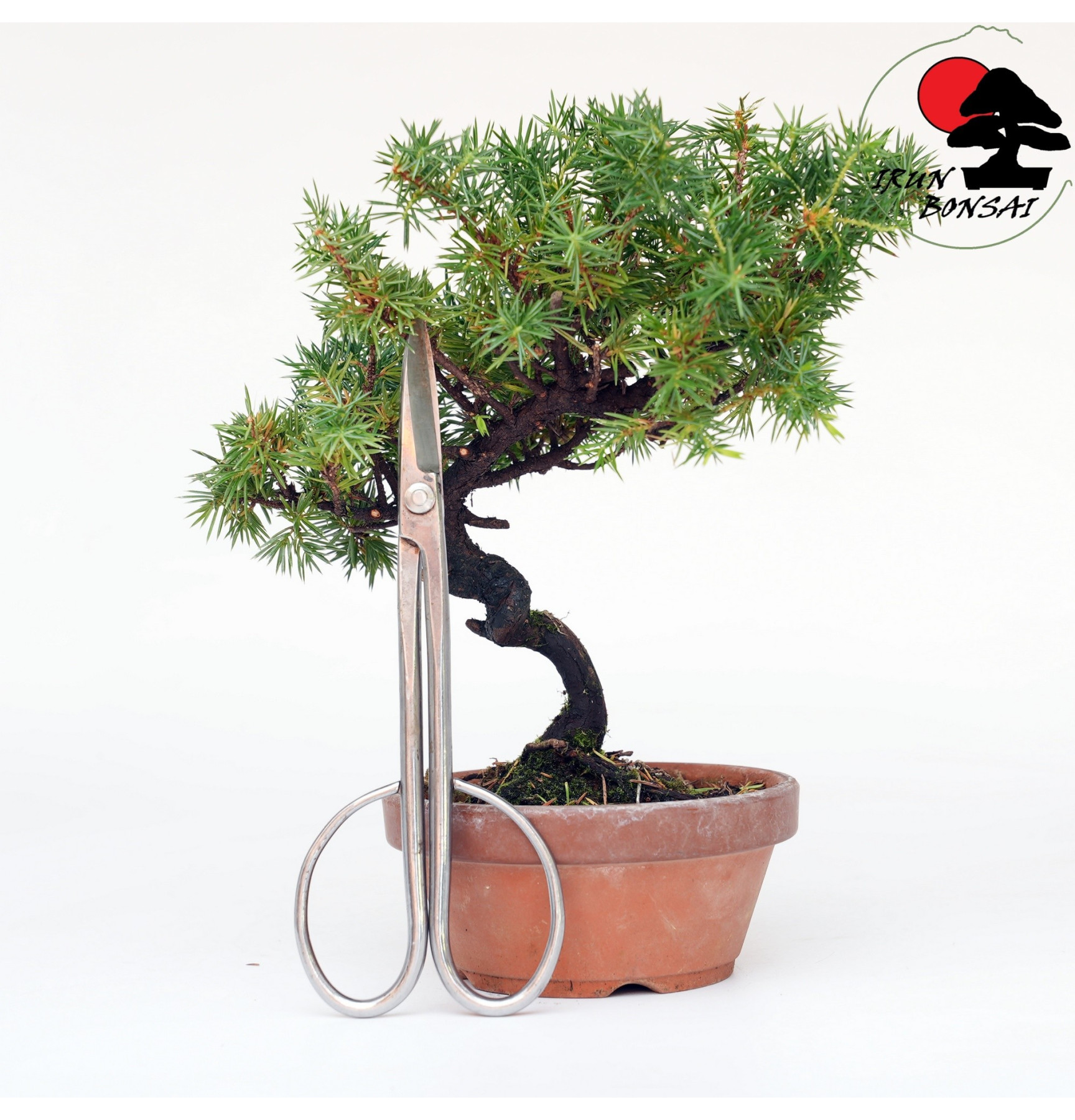 Bonsai de Juniperus rigida A-8f