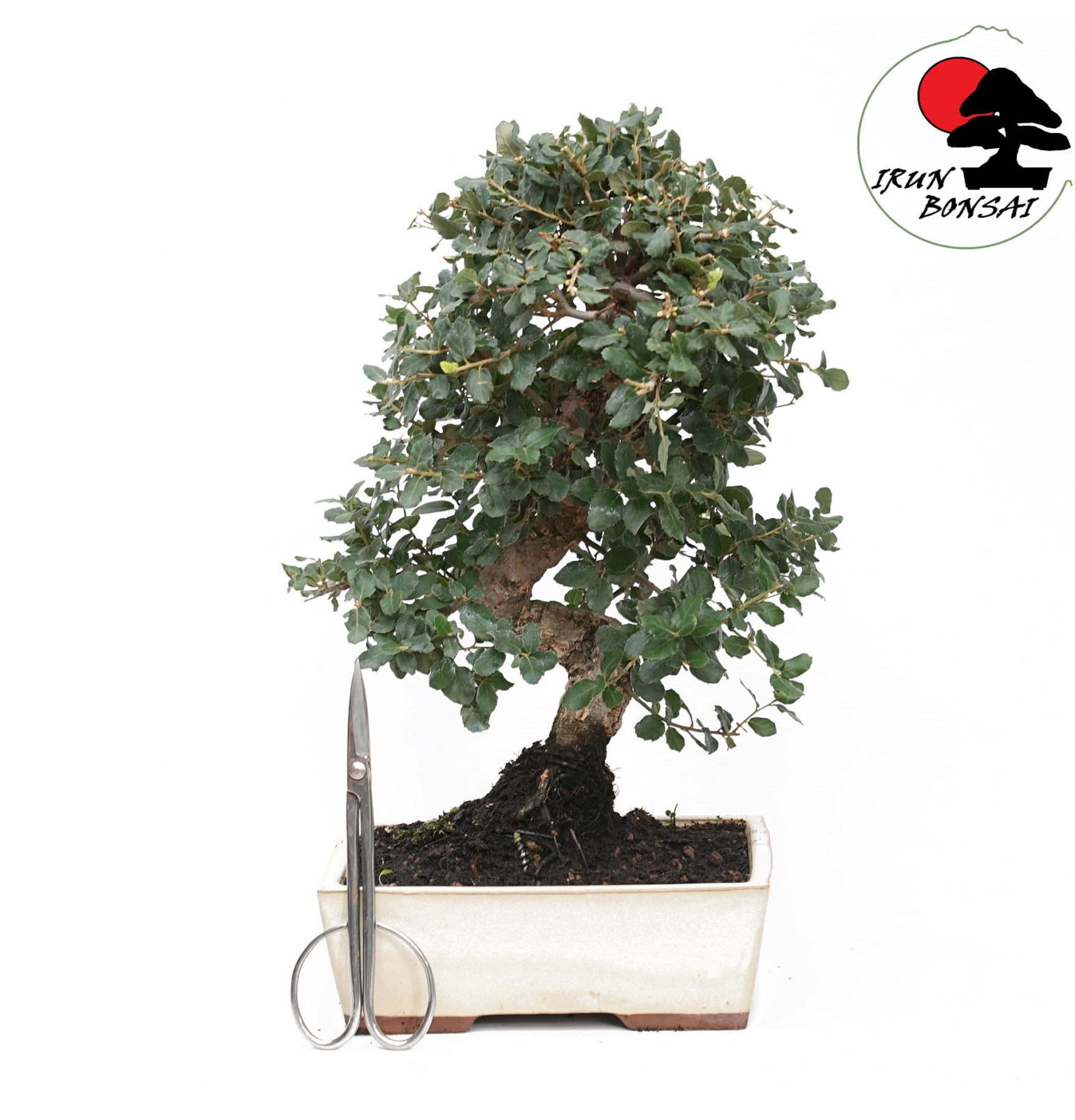 IRUN BONSAI