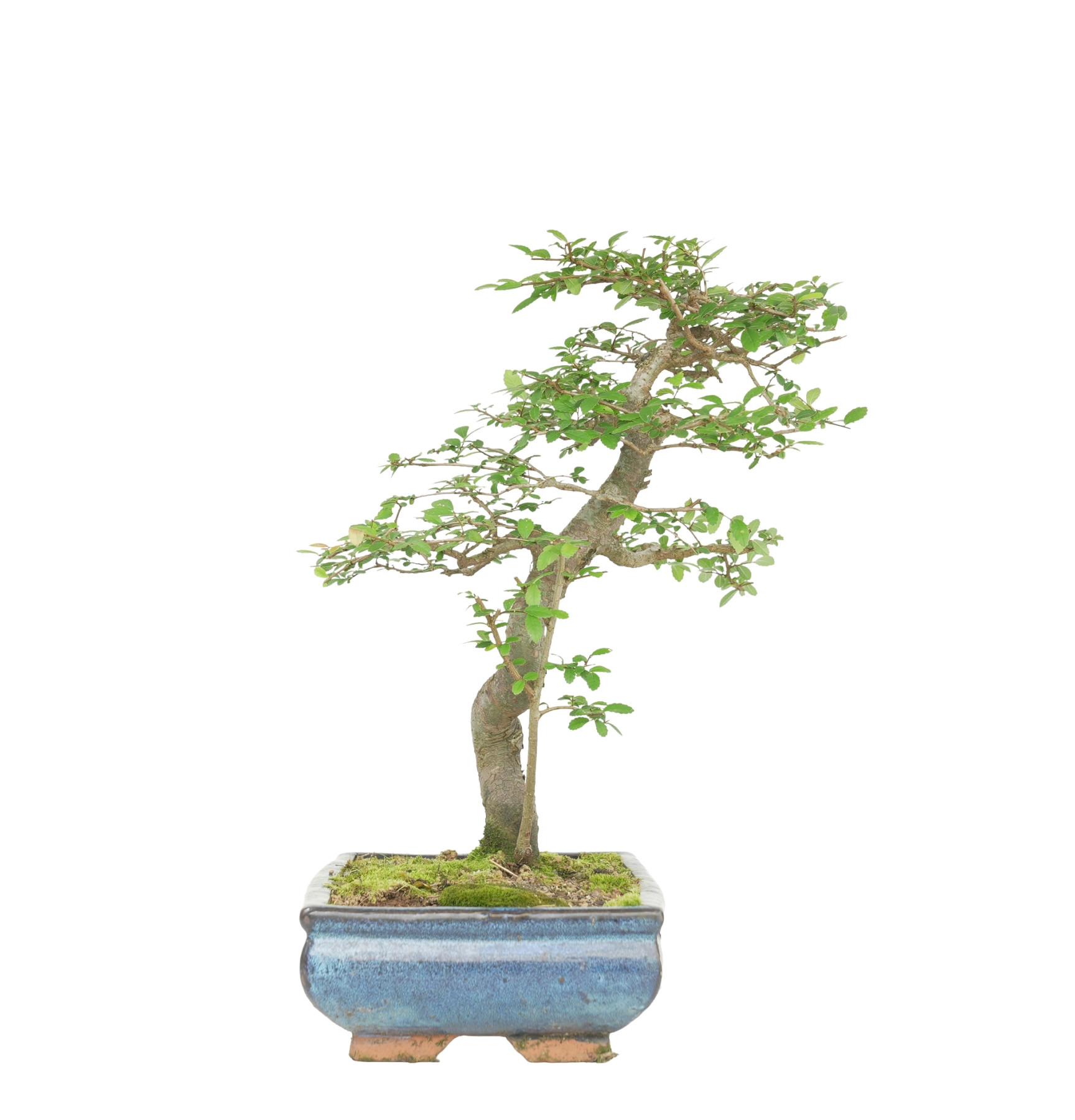 BONSAI DE ULMUS PARVIFOLIA 15516